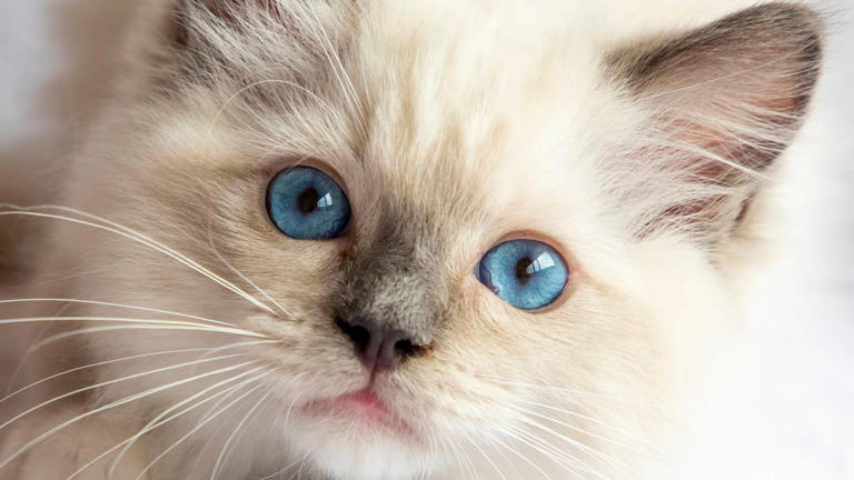 Cute ragdoll kitten shows off all the quirks that make the breed so special