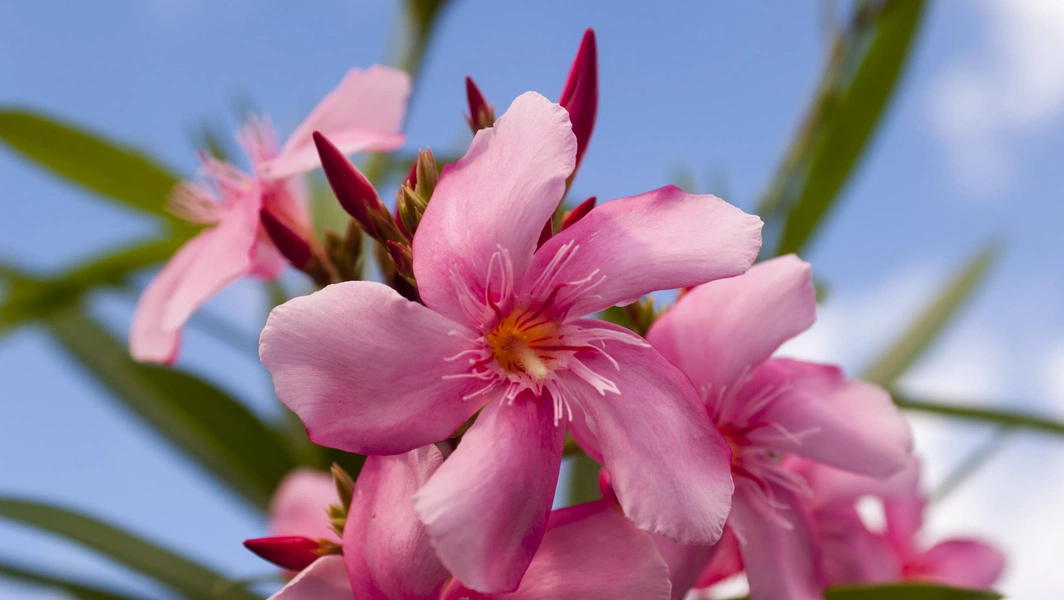 12 beautiful but dangerous plants