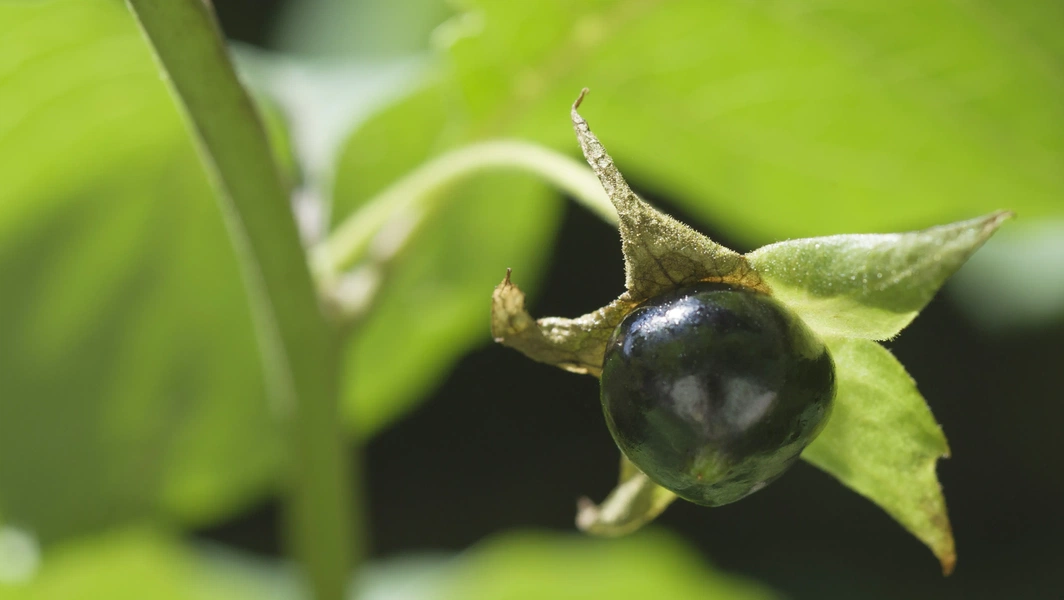 12 beautiful but dangerous plants