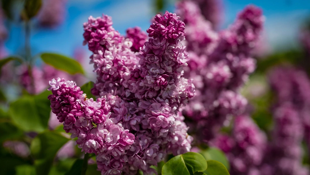 15 plants to avoid pruning in fall