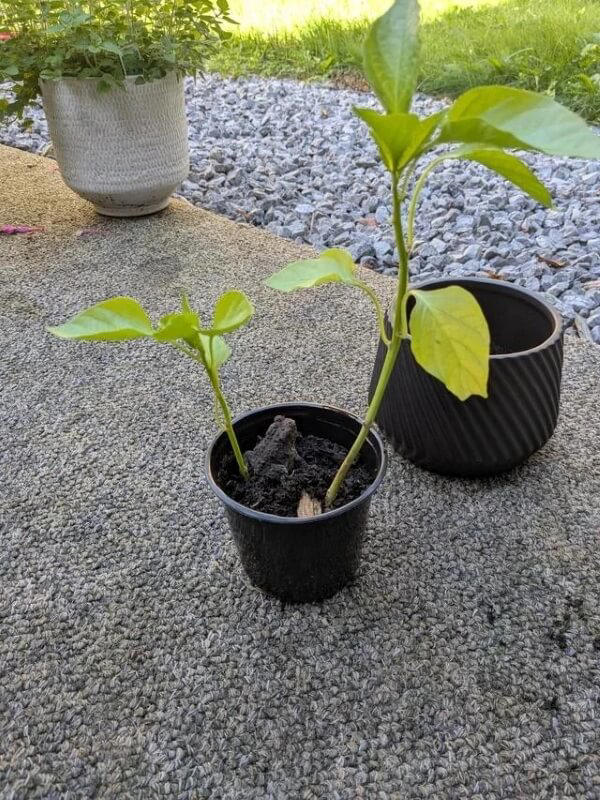 Gardener spots 'groggy' toad hibernating in their peppers