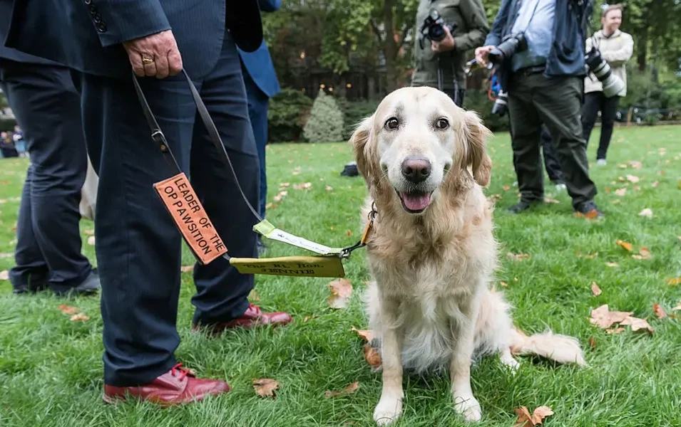Experts identify top dog breeds for human-like empathy