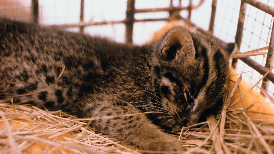 15 remarkable animal behaviors and adaptations