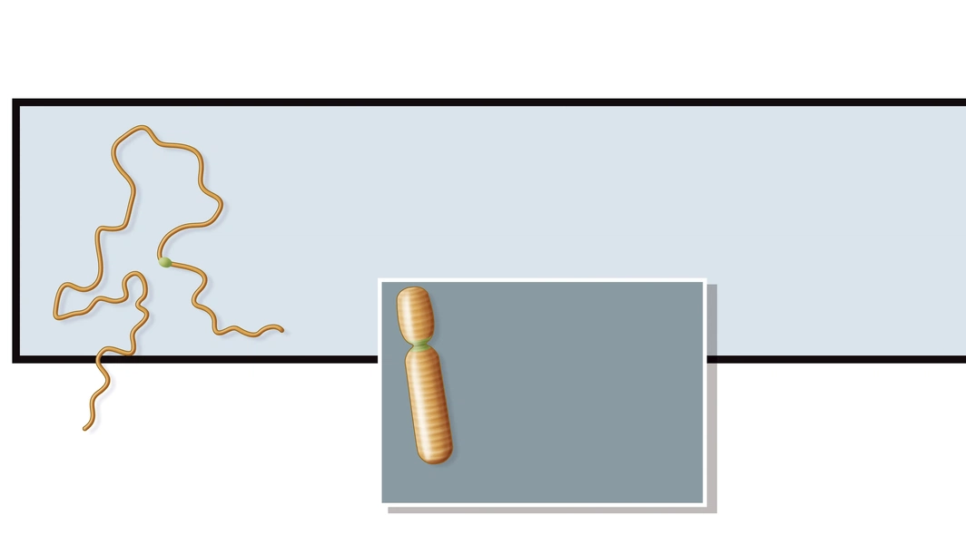 Study reveals enhancers pre-wire genes before activation in embryos