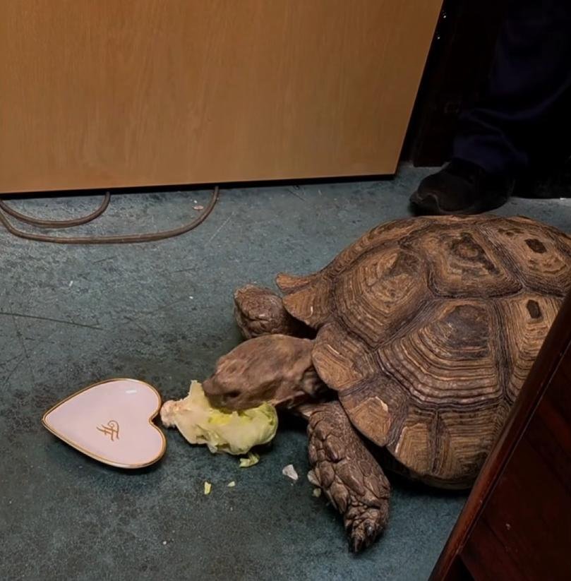 Watch: African spurred tortoise found wandering loose in Missouri