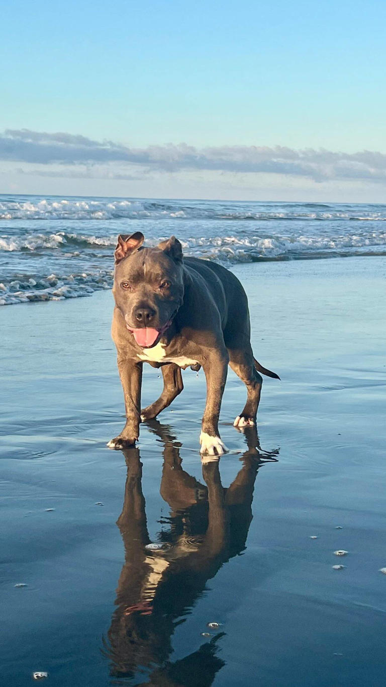 Dog given 6 months to live is 'reverse aging' thanks to weekly ice cream