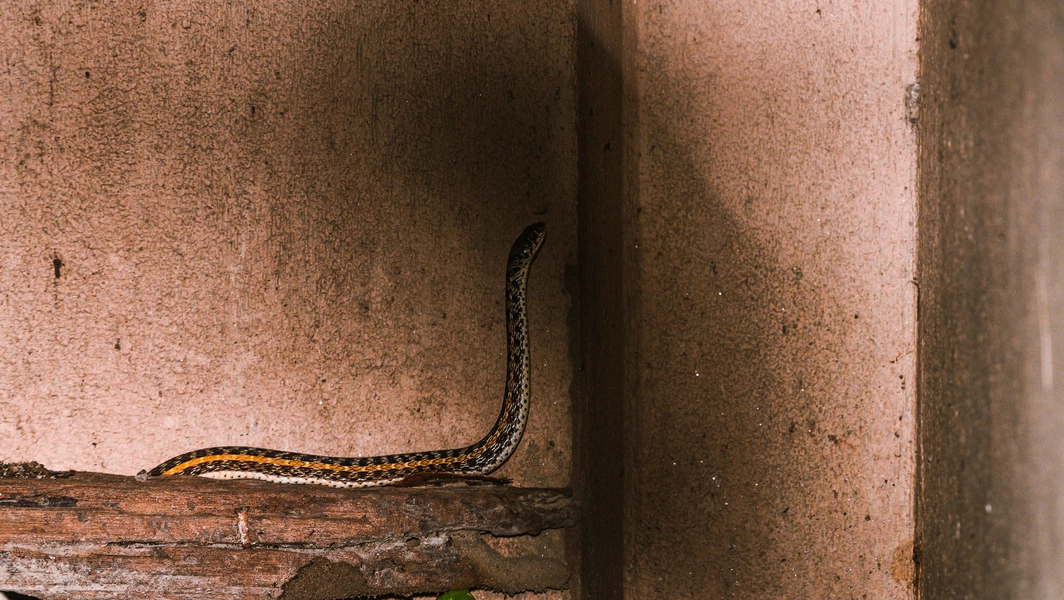 12 yard features that can attract snakes