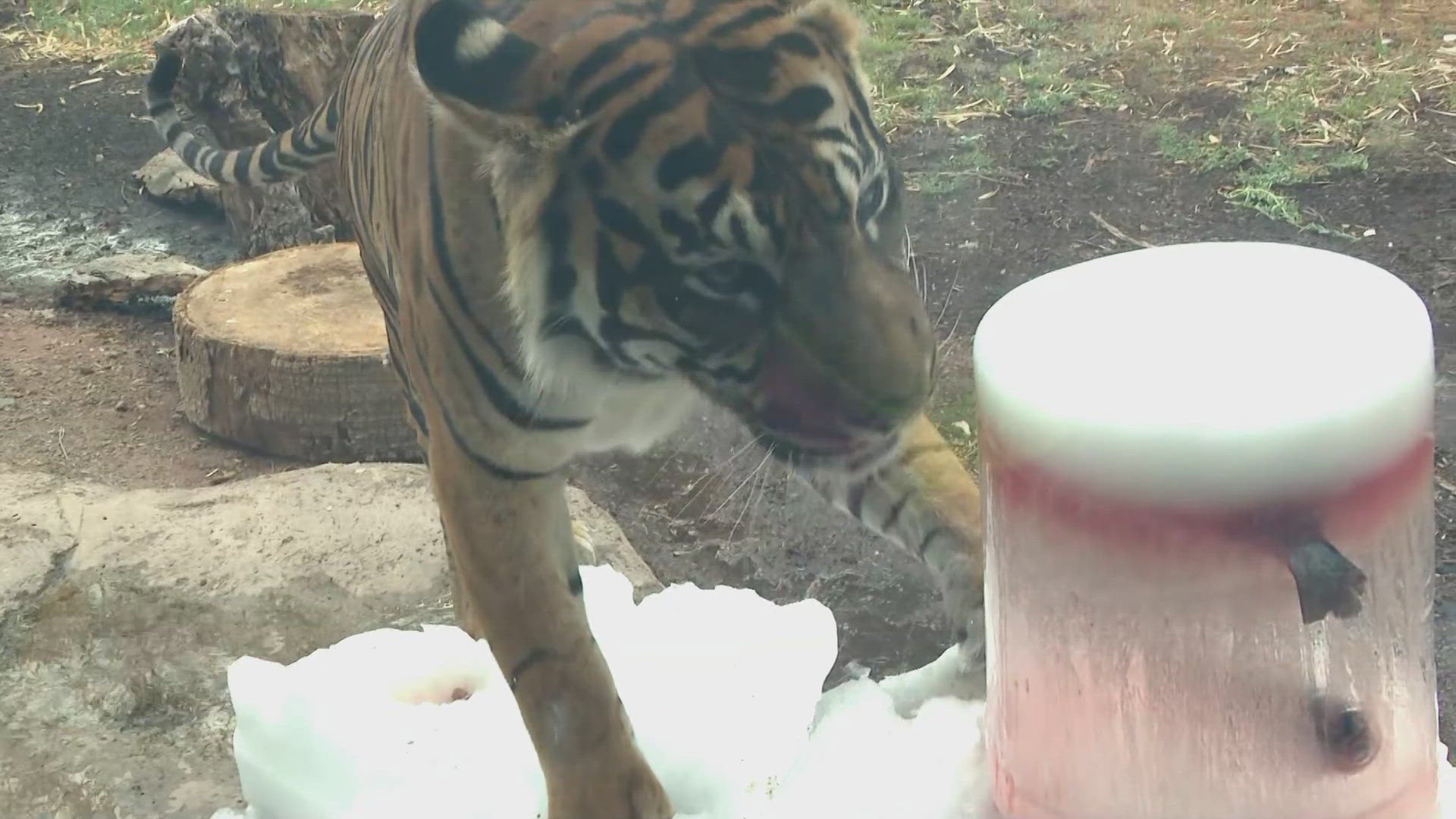 Phoenix Zoo animals get a 'snow day' in June