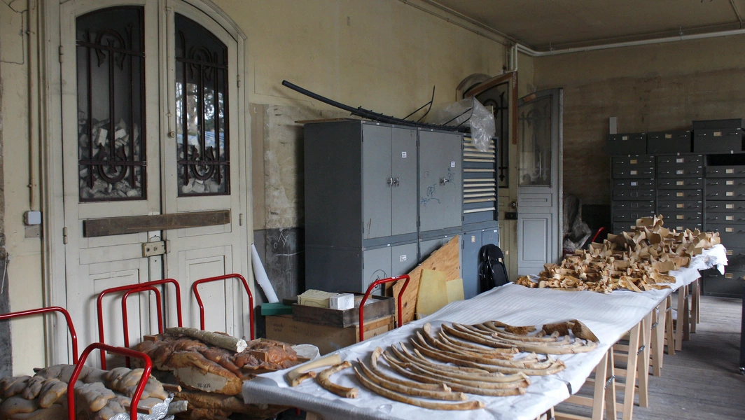 Giant snakes past and present