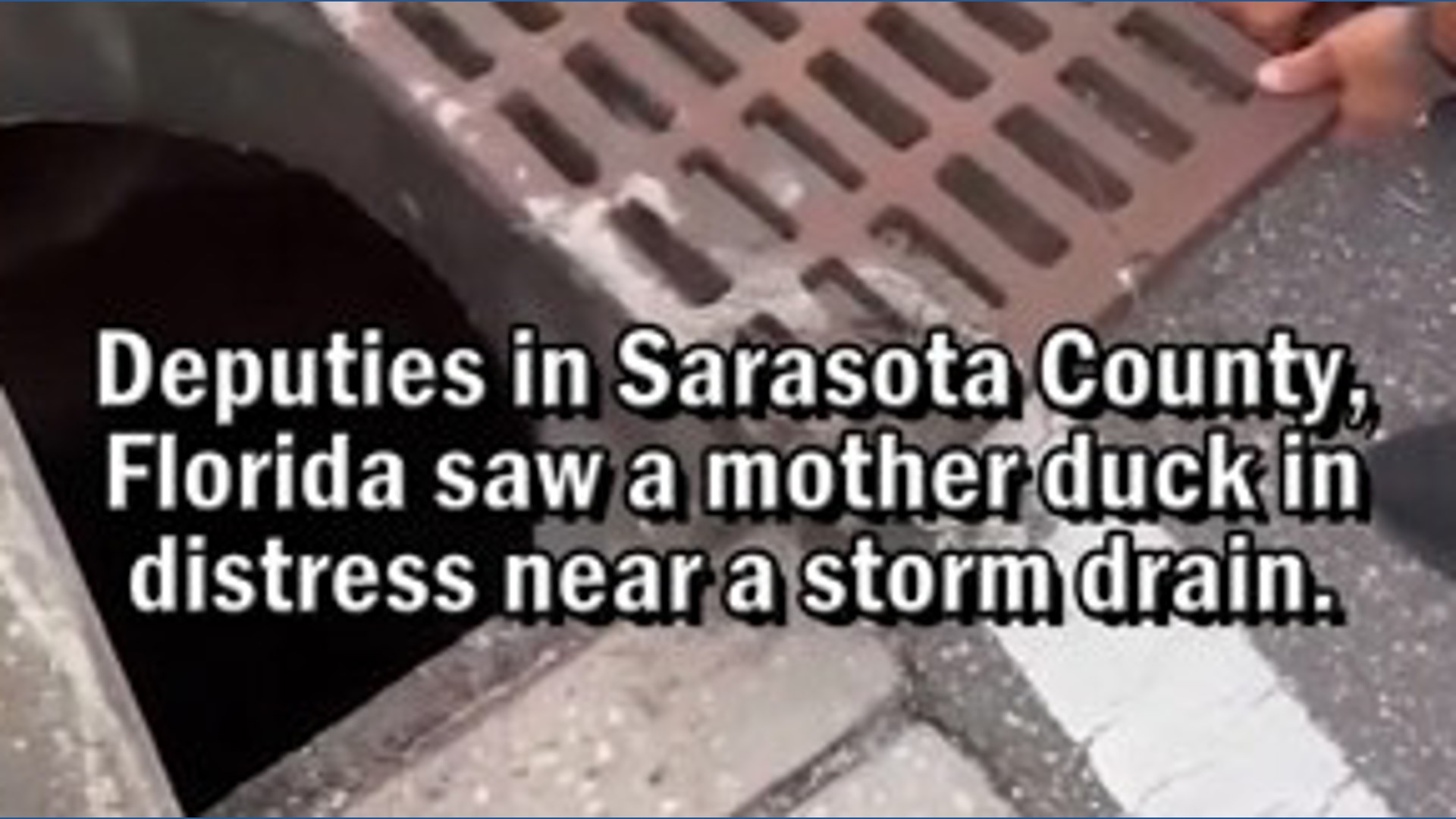 Florida deputy helps save 12 ducklings