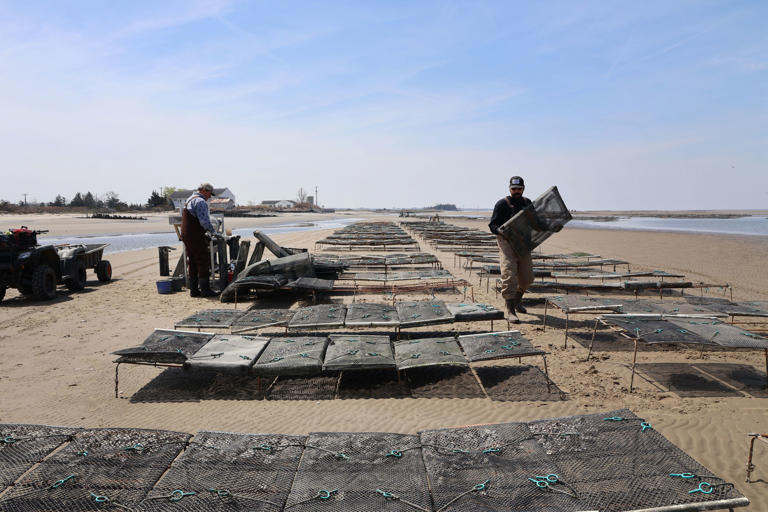 Oyster shucking is the new wine tasting at these coastal hotels across ...