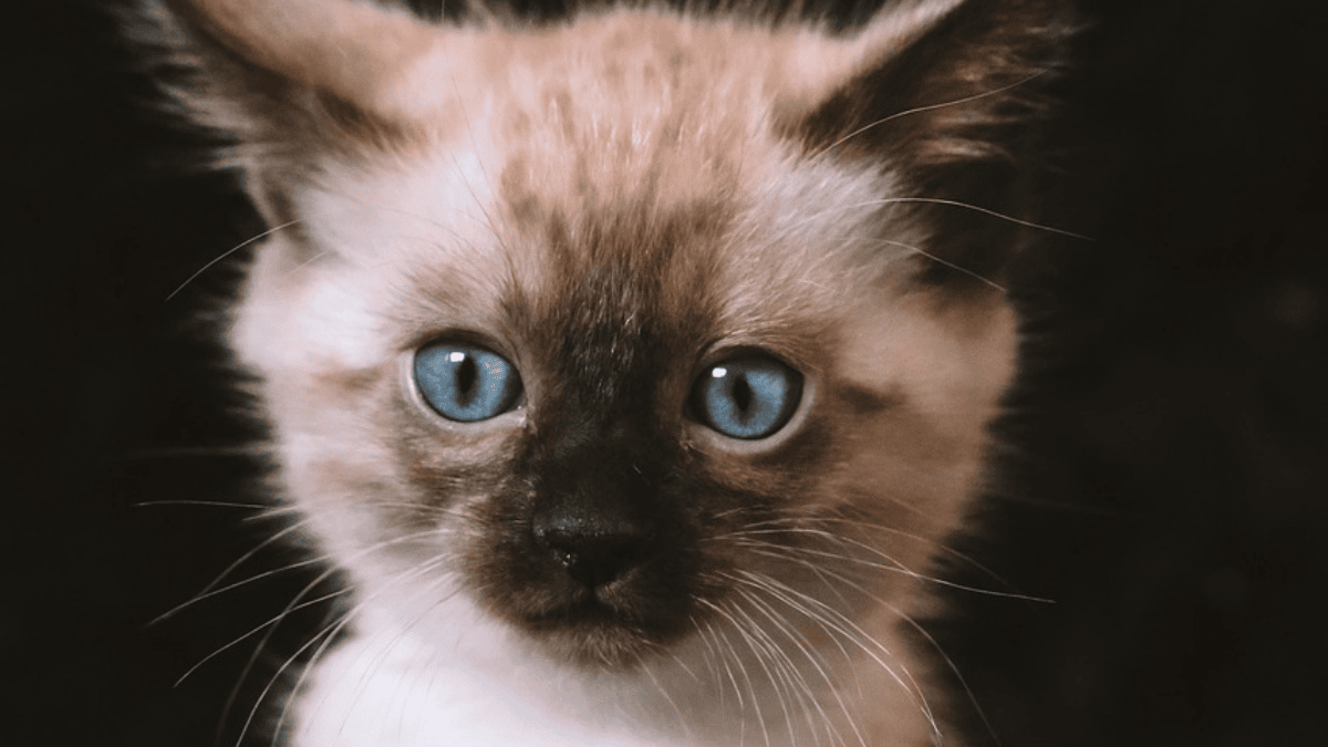 7 habits that strengthen the bond between you and your cat