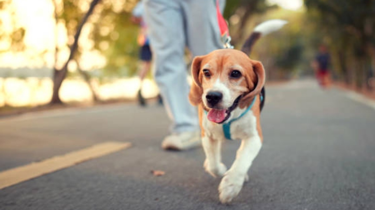 If your dog keeps putting a paw on you, experts say it may mean more ...