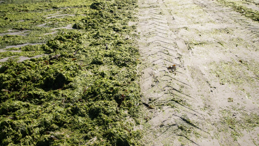 Removing and preventing green algae on concrete