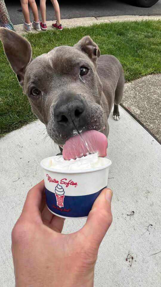 Dog given 6 months to live is 'reverse aging' thanks to weekly ice cream