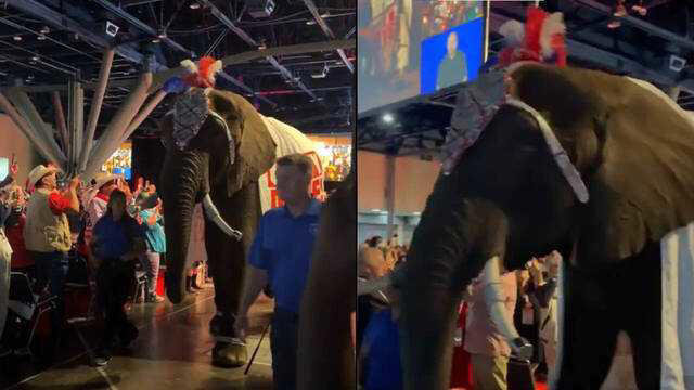 Texas GOP convention features elephant, creates viral moment