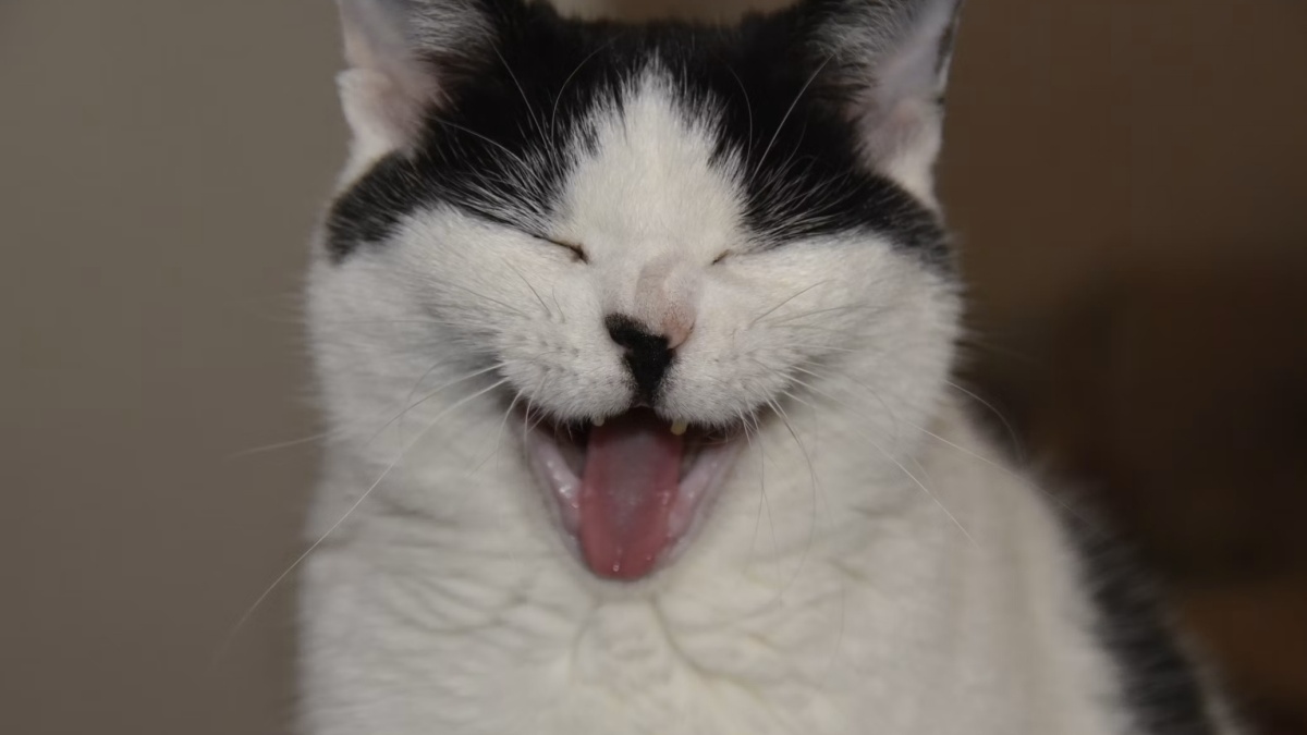Cat diseases that commonly appear after 7 years of age