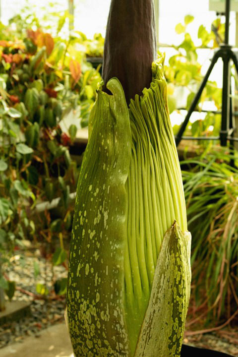 How to see the corpse flower on verge of blooming at URI