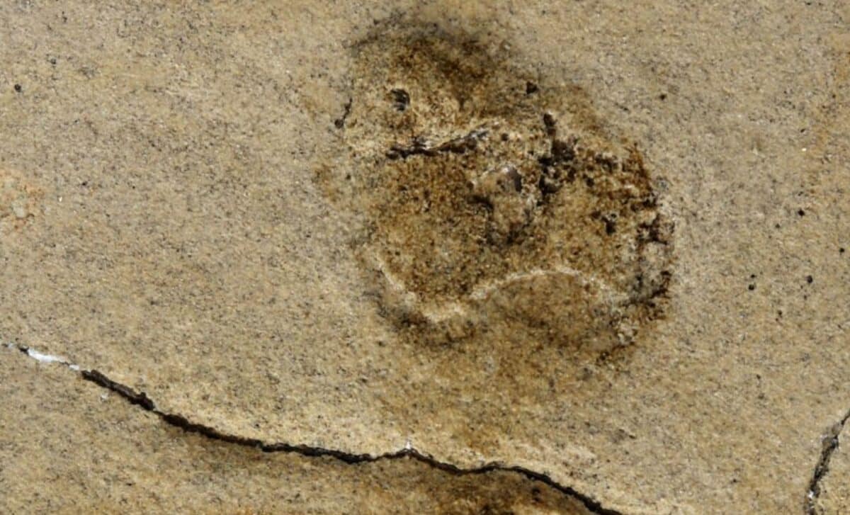 Researchers found the oldest human-like footprints ever identified ...