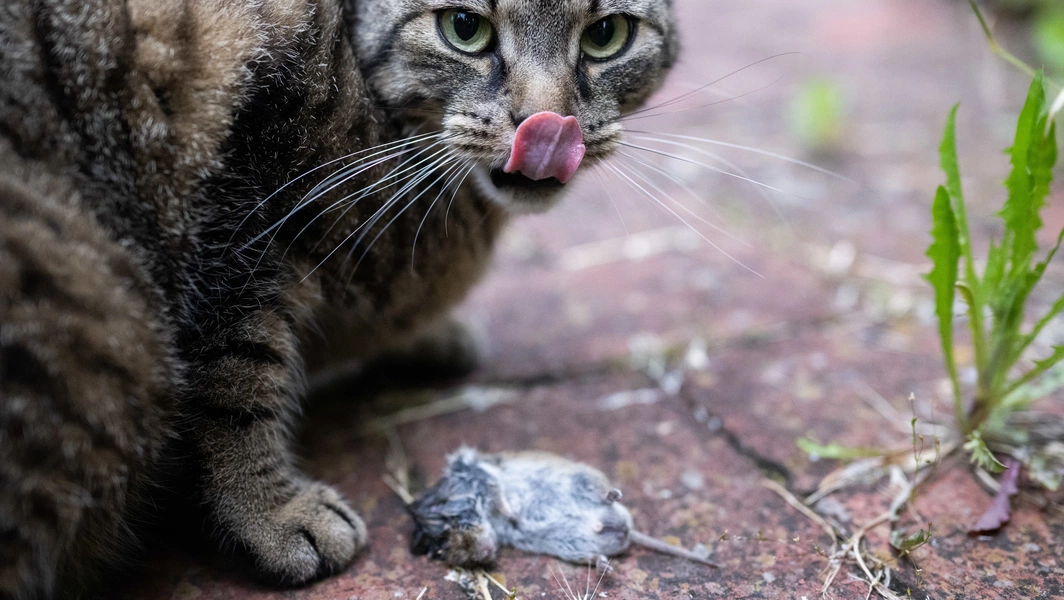 Why cats bring prey and how they say goodbye