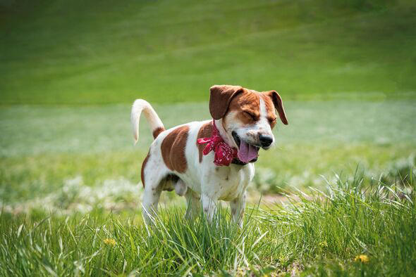 Dog owners urged to avoid early morning walks from Saturday