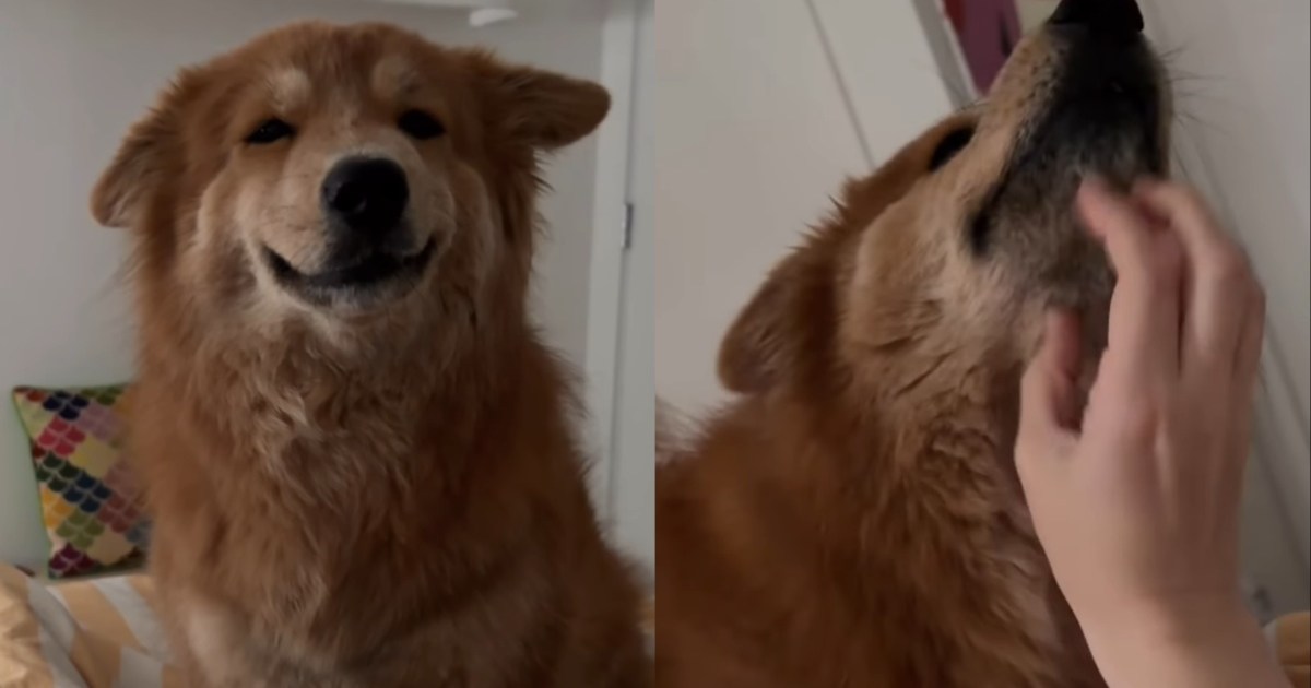 This clever dog realized there was a faster way to get scratches