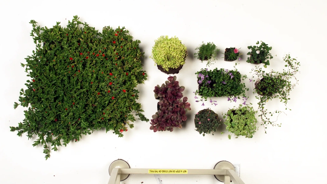 9 colorful and practical ground covers for flower beds