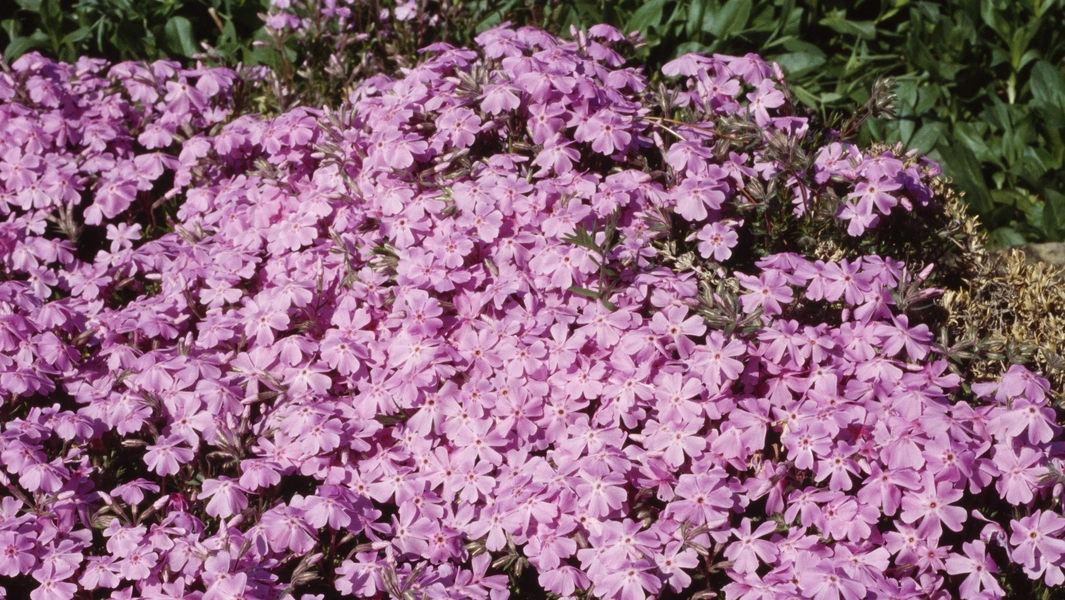 9 colorful and practical ground covers for flower beds