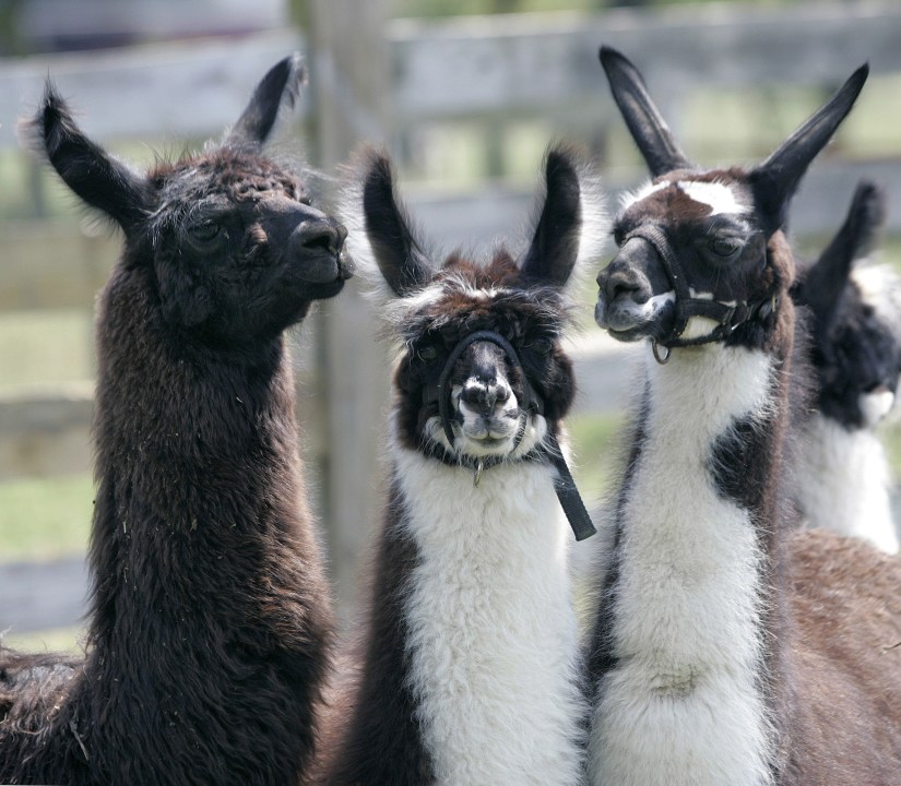 Take a hike! (With a llama) Wasatch Mountain State Park partners with ...