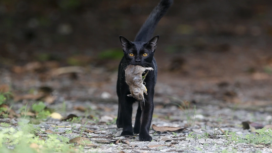 14 quirky and endearing cat behaviors