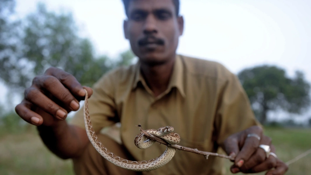 14 deadliest snakes in the world