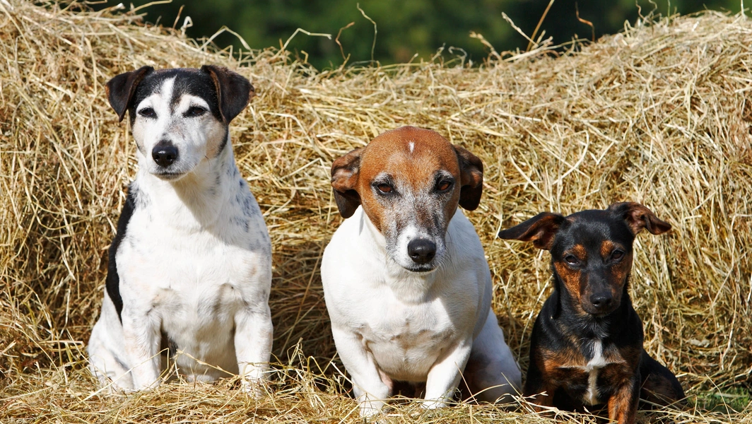 13 playful dog breeds prone to mischief
