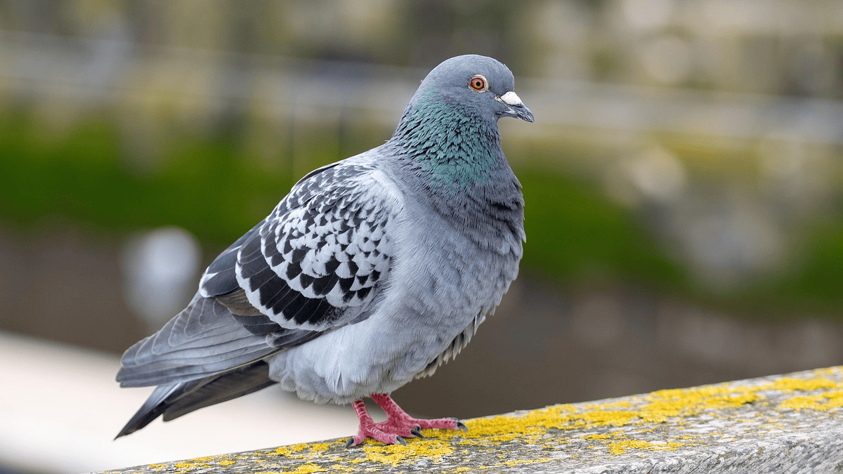 Estudio sugiere que las palomas podrían tener una brújula oculta, y no ...