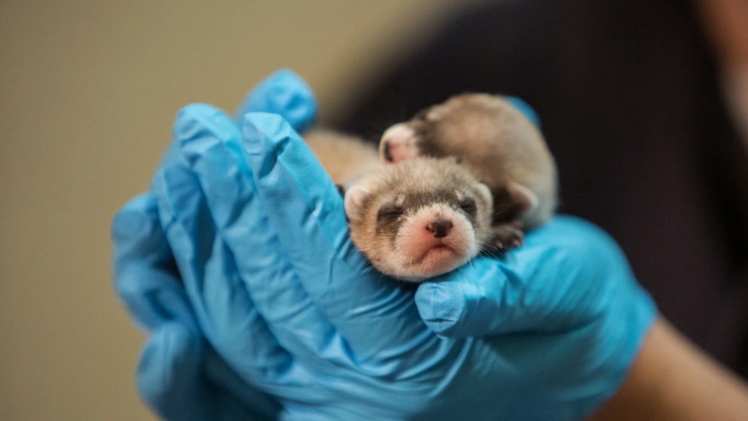 6 endangered animals fighting for survival in the US