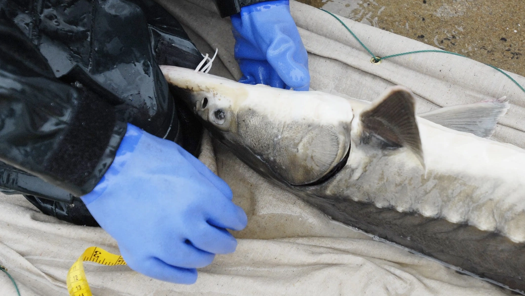8 endangered fish species in the United States
