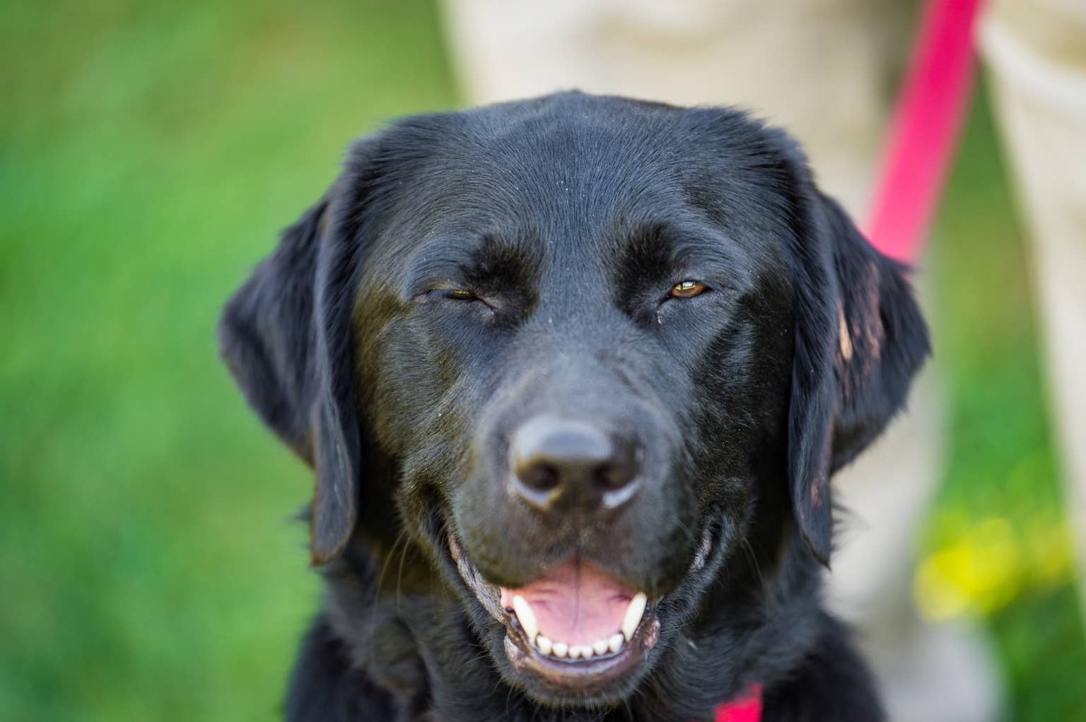 Watch two black labs hilariously guard a house with fighter jets in the ...