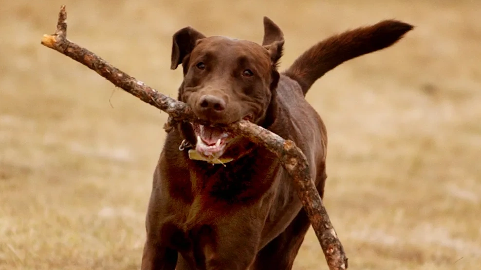 7 delightful moments of dogs and their sticks