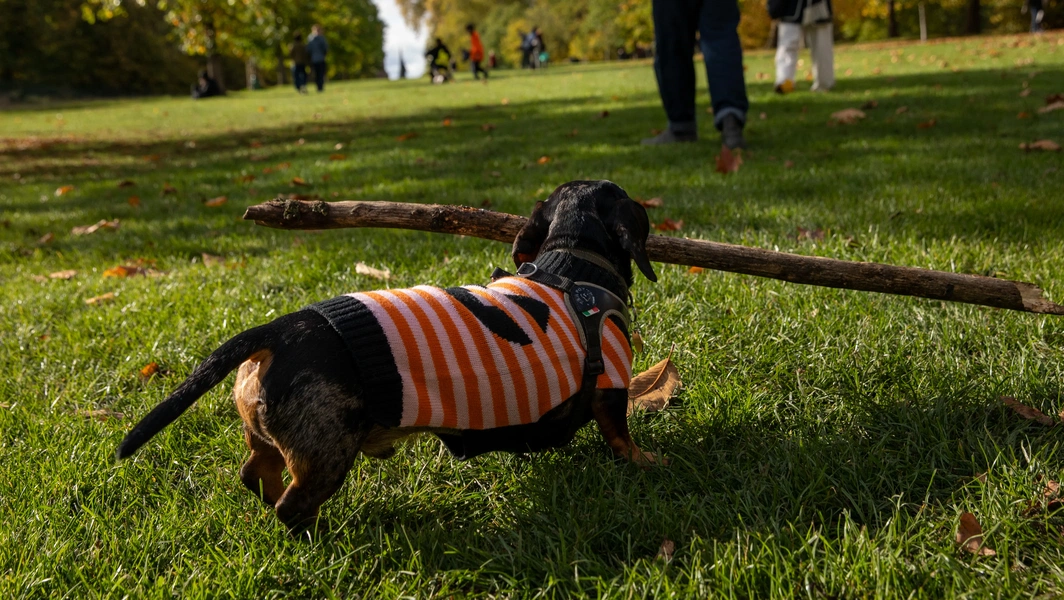 7 delightful moments of dogs and their sticks