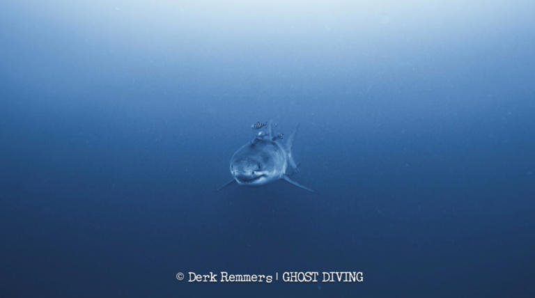 Divers capture first-ever footage of a great white shark in ...