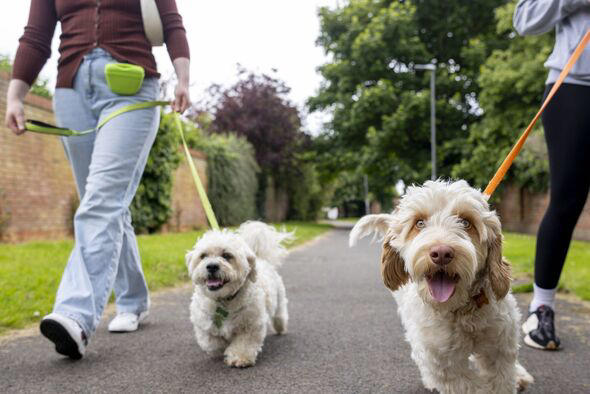 Dog owners urged to avoid early morning walks from Saturday