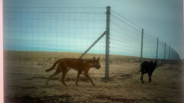 Farmers concerned new 70km Big Desert dingo fence won't do enough to ...