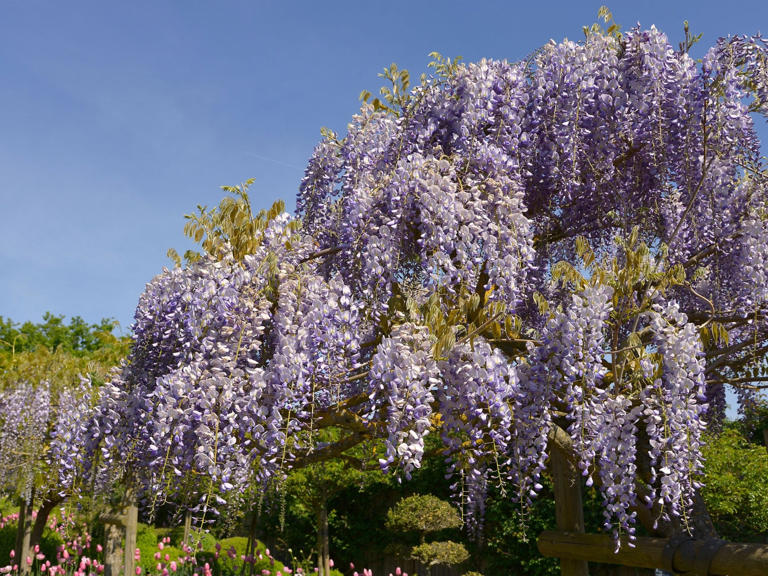 Why wisteria is the one high-maintenance plant a professional gardener ...
