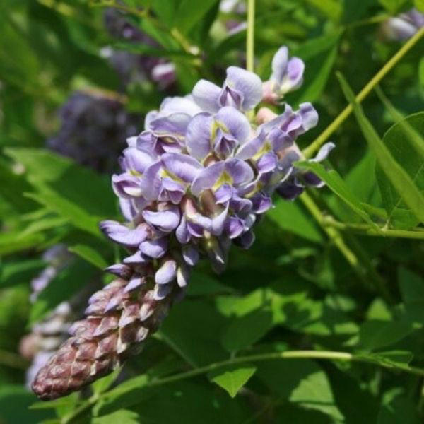 Why wisteria is the one high-maintenance plant a professional gardener ...