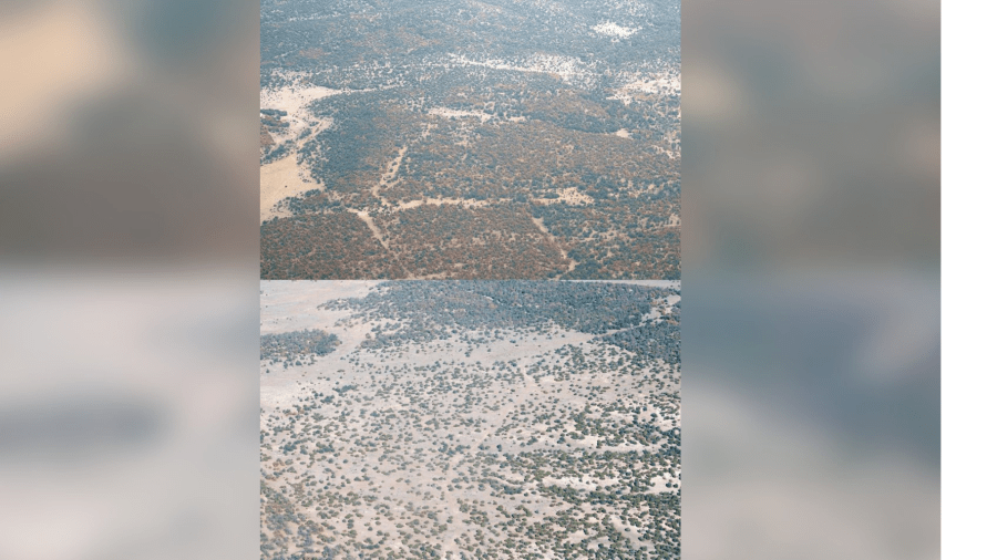 Tree deaths triple in New Mexico, Forestry Division says
