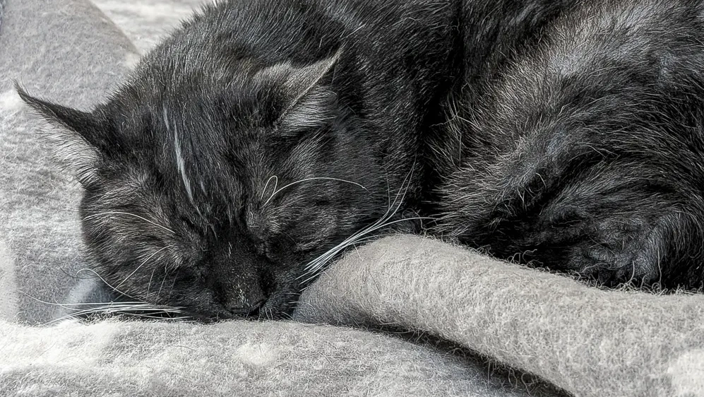 Understanding cat sleep positions and behavior