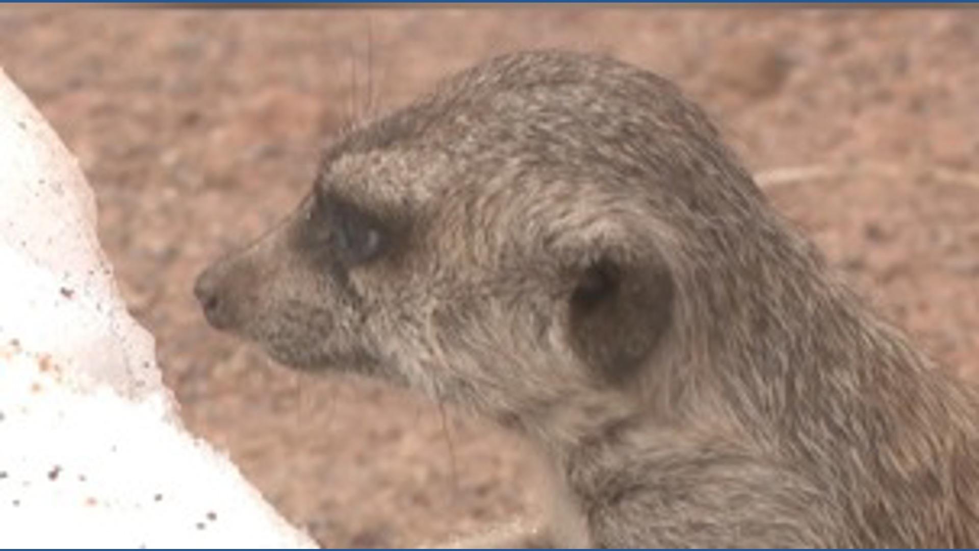 Meerkats enjoy SRP snow day at the Phoenix Zoo