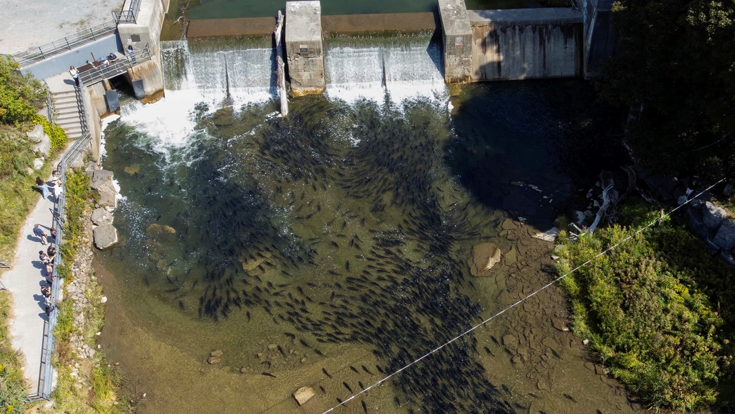 8 endangered fish species in the United States