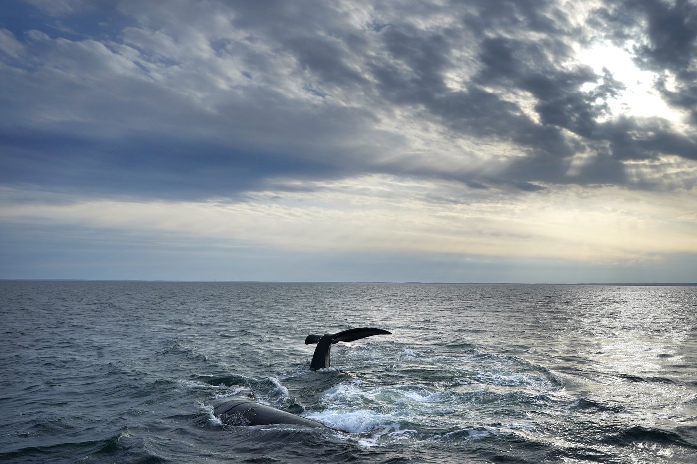 Une baleine rare empêtrée dans un filet a été aperçue dans le golfe du ...