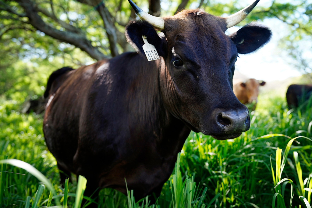 Ranching could soon come to an end on Moloka‘i. Paniolo blame TB testing