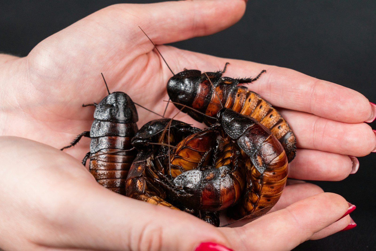 More than 100,000 illegal cockroaches seized in Australia